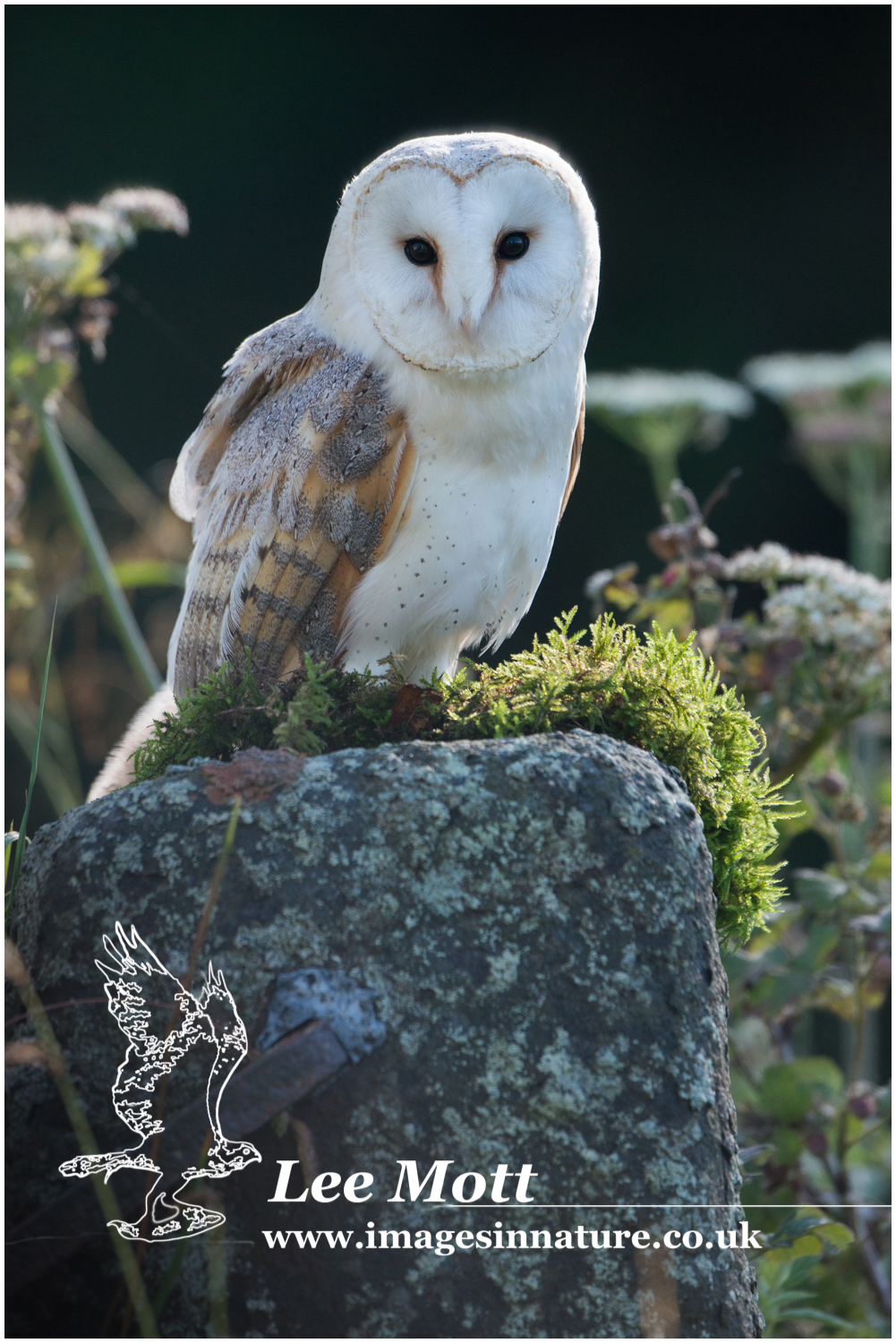 Lee Mott Photography