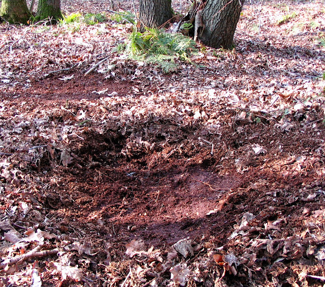 Weert en natuur: Sporen in de Roeventerpeel.