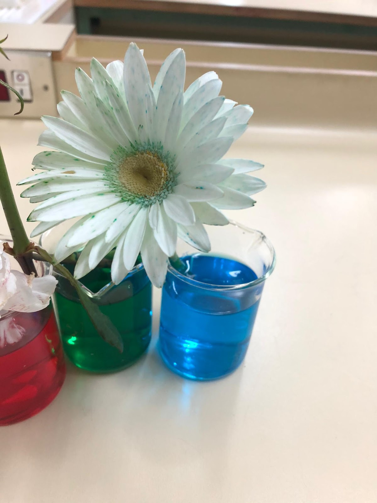 eSTEAM IES Ntra Sra de La Almudena: Capilaridad y Transpiración: VER la ...