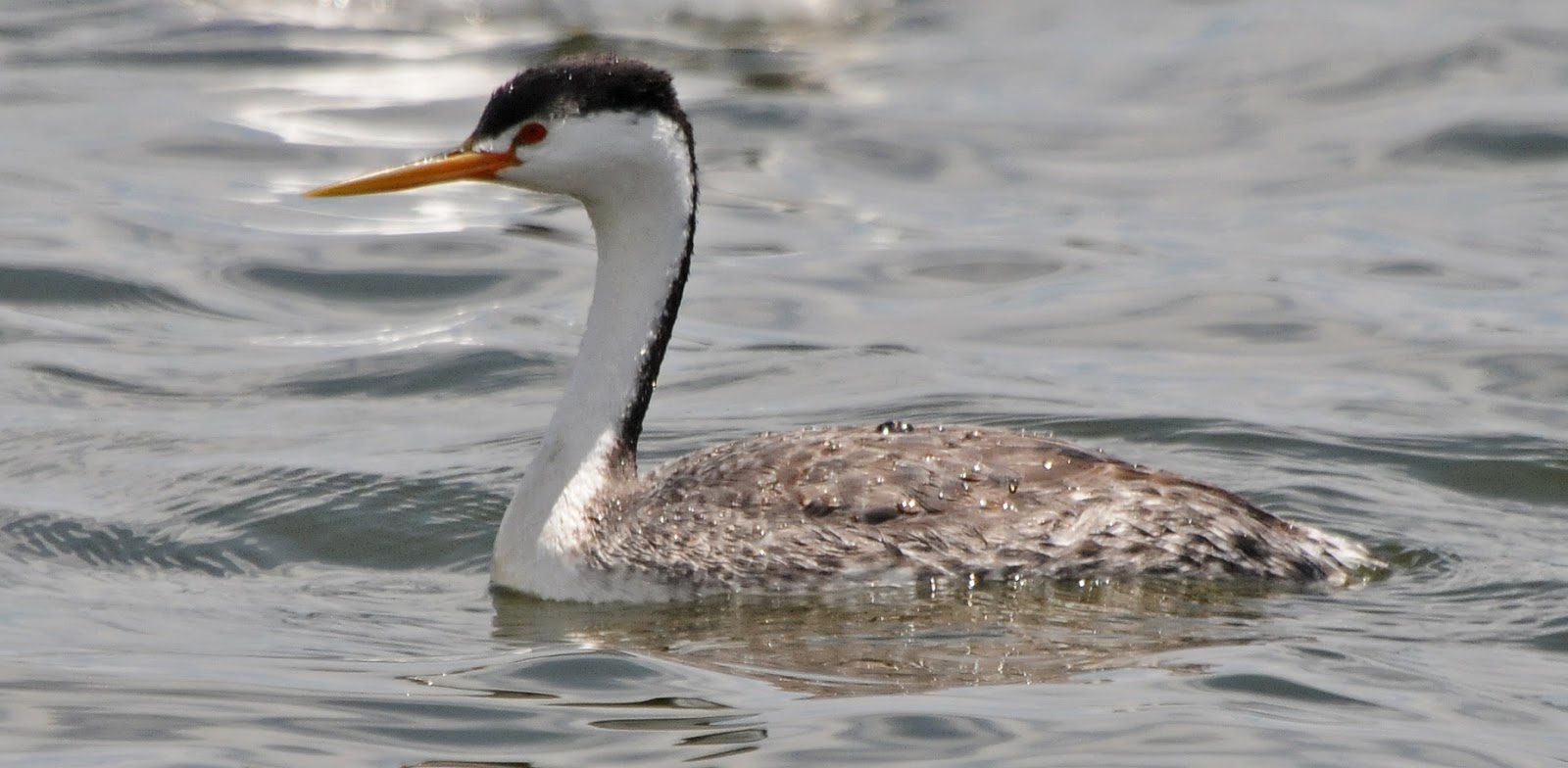 Bird Hybrids: Western Grebe x Clark's Grebe