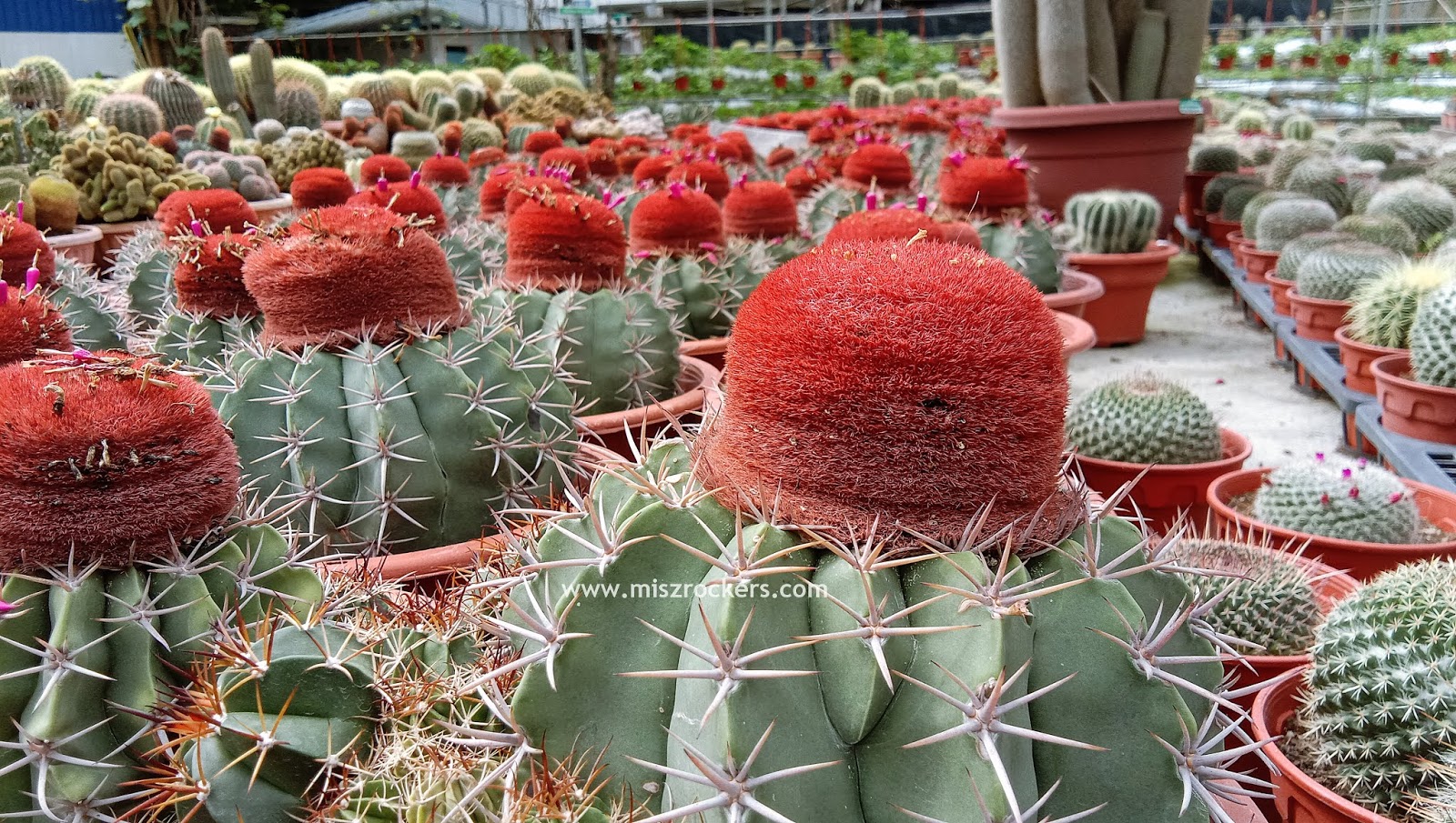 BANYAK JENIS POKOK CACTUS ADA DI CACTUS POINT CAMERON HIGHLANDS ...