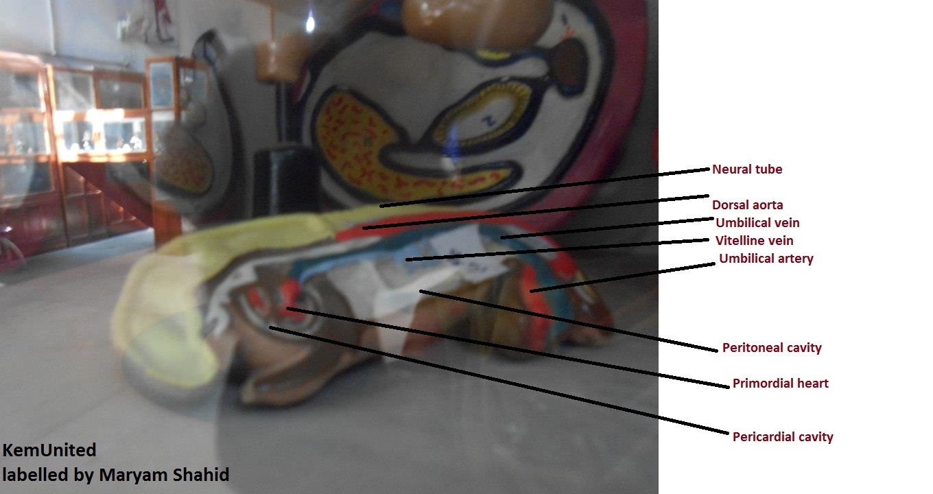 Embryology Models 2nd Year (labelled)