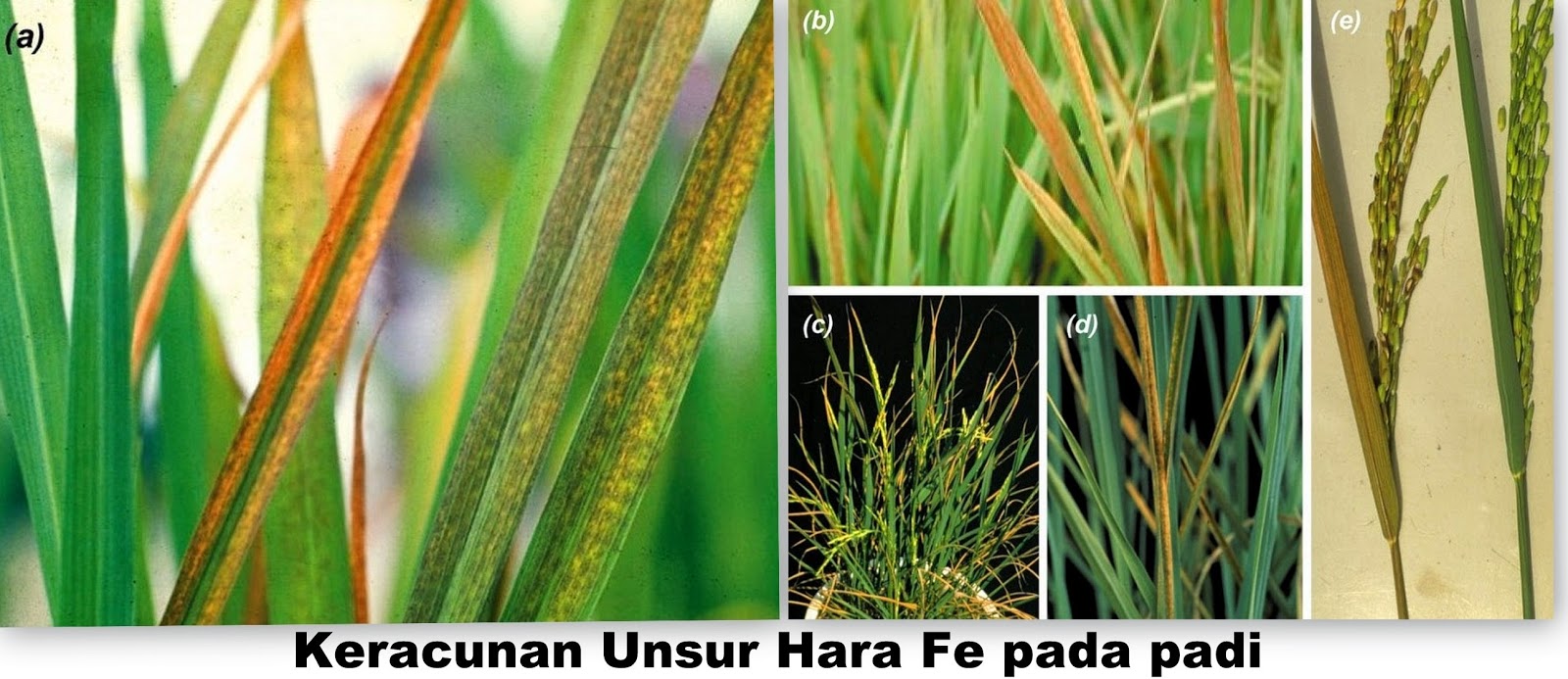 MEDIA PENYULUH PERTANIAN NURSETO AGUS HARYATMO.BLOGGER: KERACUNAN UNSUR ...