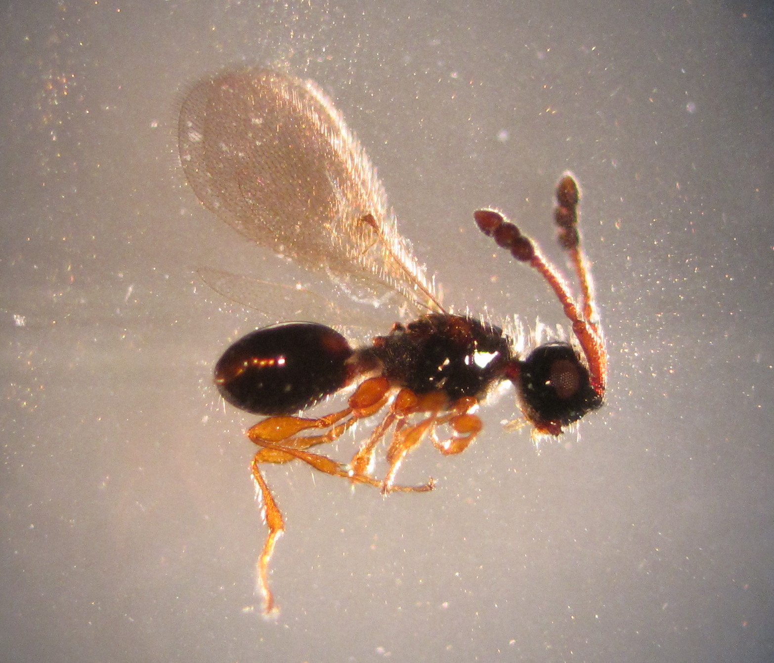 Bug Eric: Wasp Wednesday: Diapriids