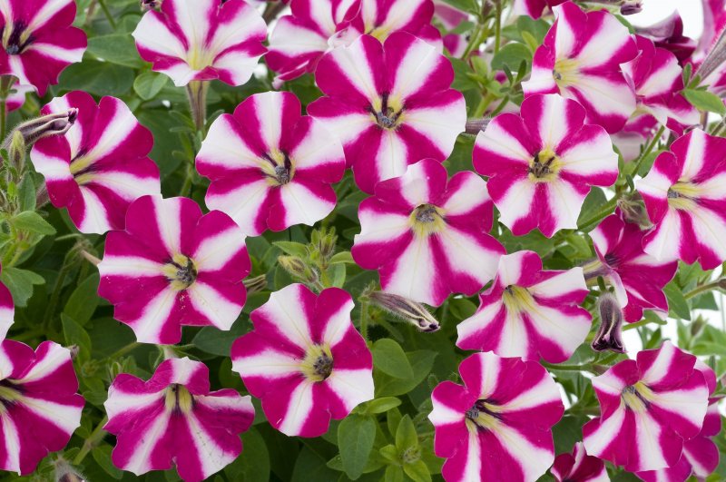 Petunia Ultra Crimson Burgundy
