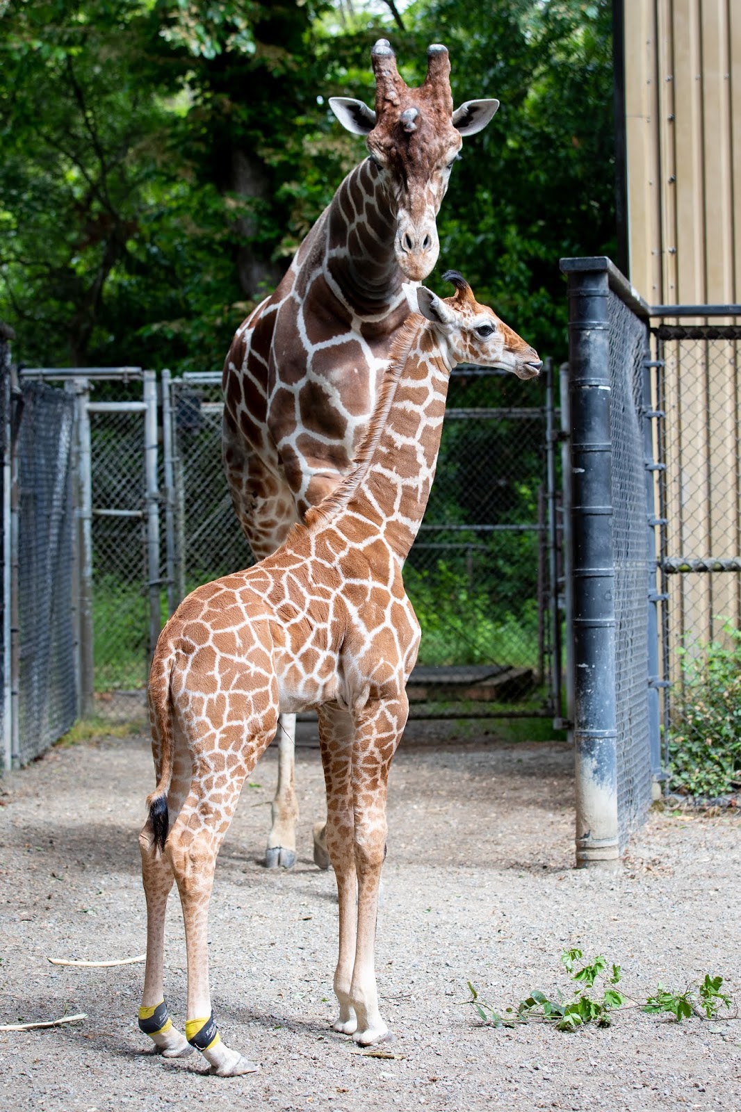 Giraffe celebrates his first birthday!