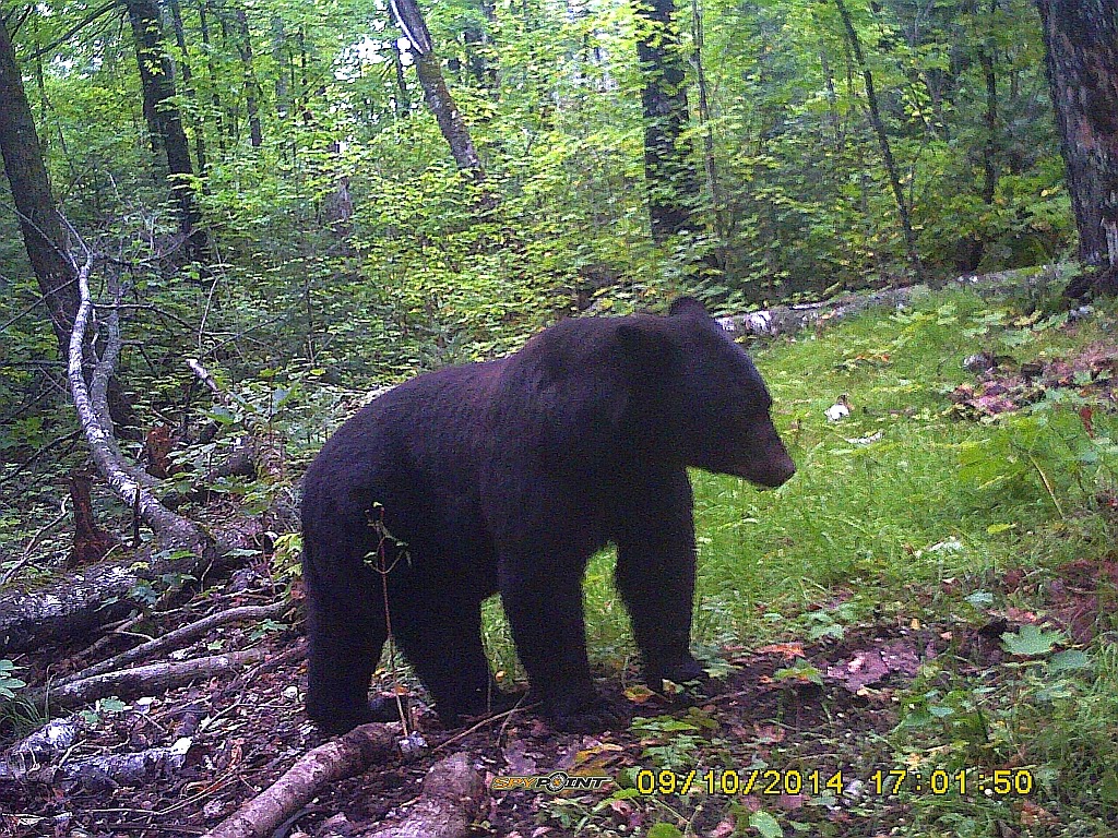 American Grouch: Sly Fox, Fat Coon, Wandering Bear....