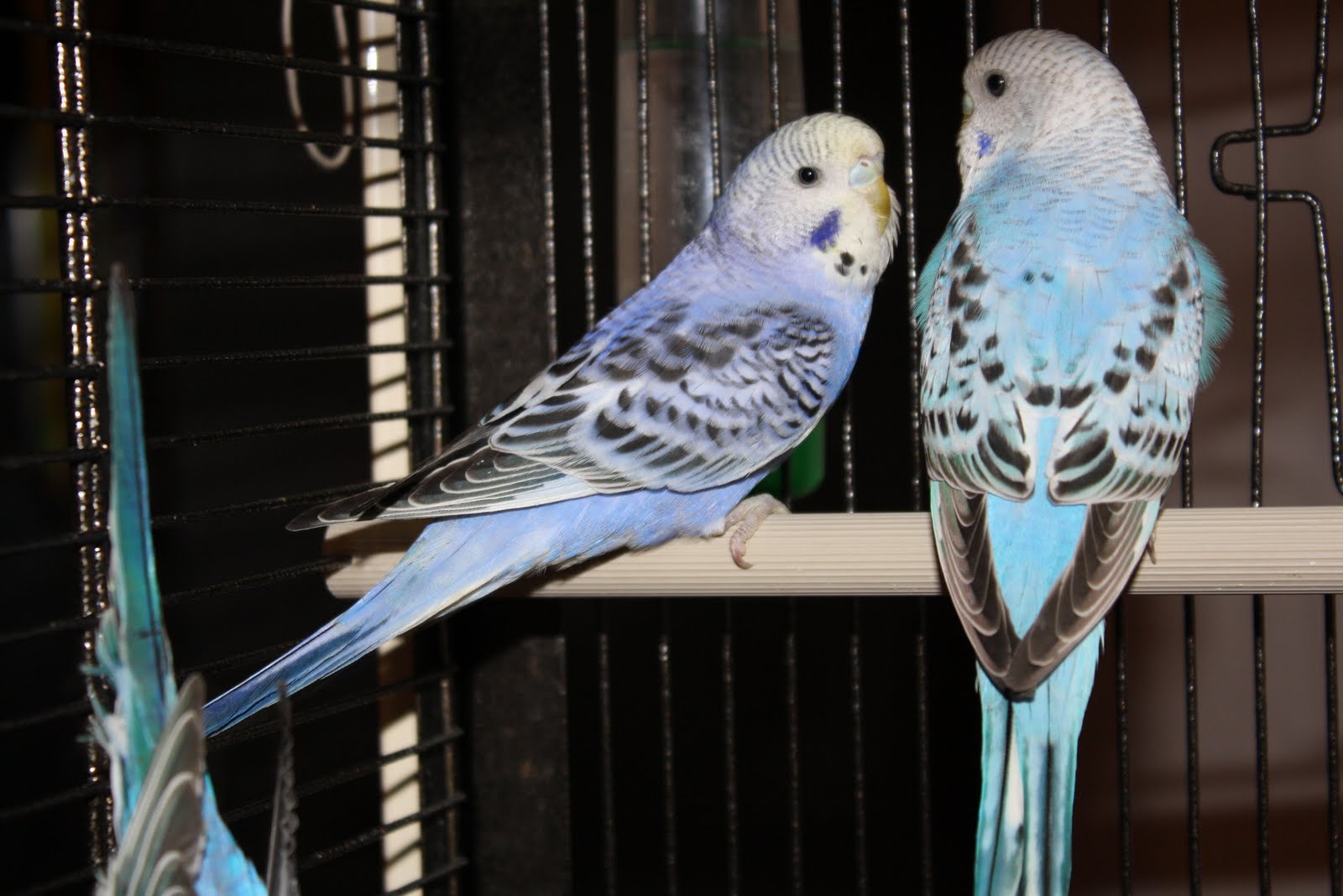 La casa delle COCORITE e degli AGAPORNIS: ECCO A VOI LE MIE COCORITE