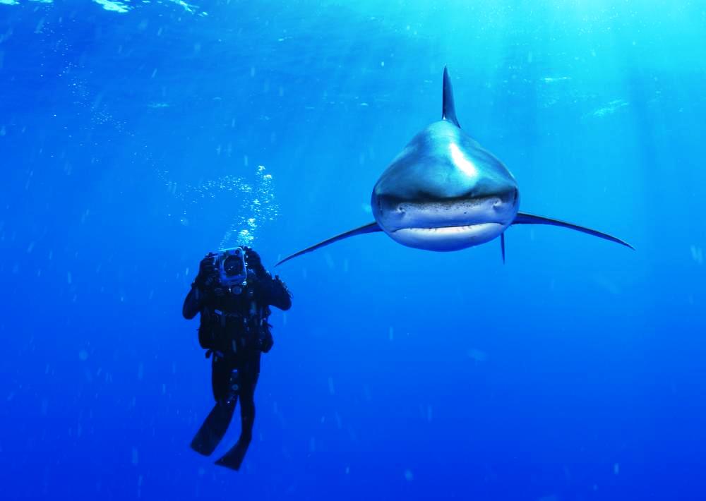Welcome To The World of Adventure: Swimming With Sharks Adventure