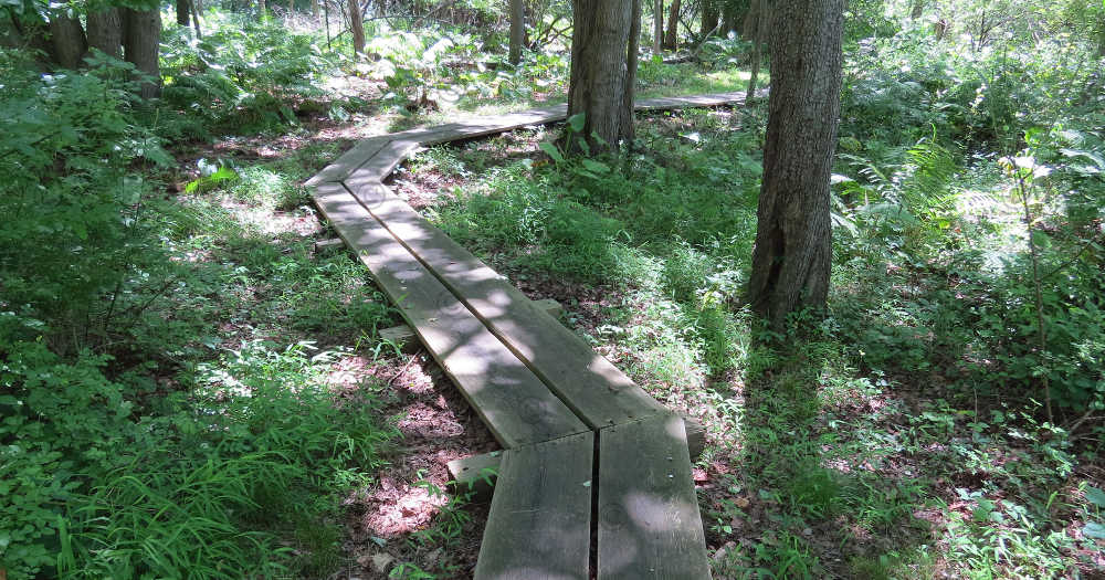 Anne's Creative Cornucopia: Wood Plank Path In Forest - Photograph