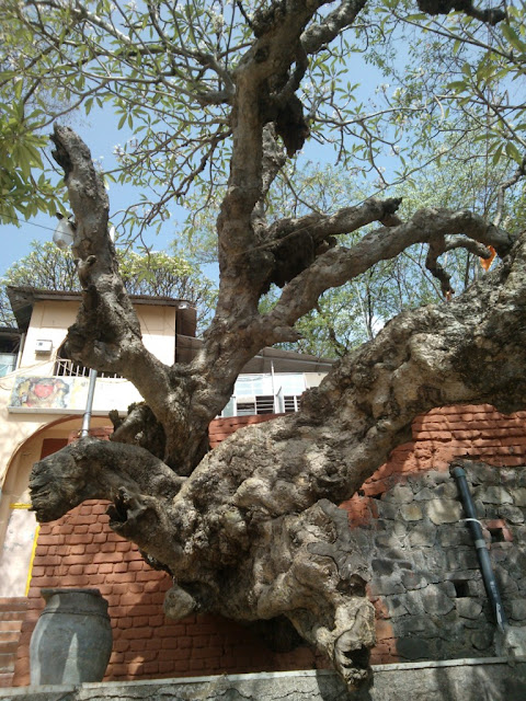 Spice of Life!: Another Temple Tree (ThursdayTreeLove)