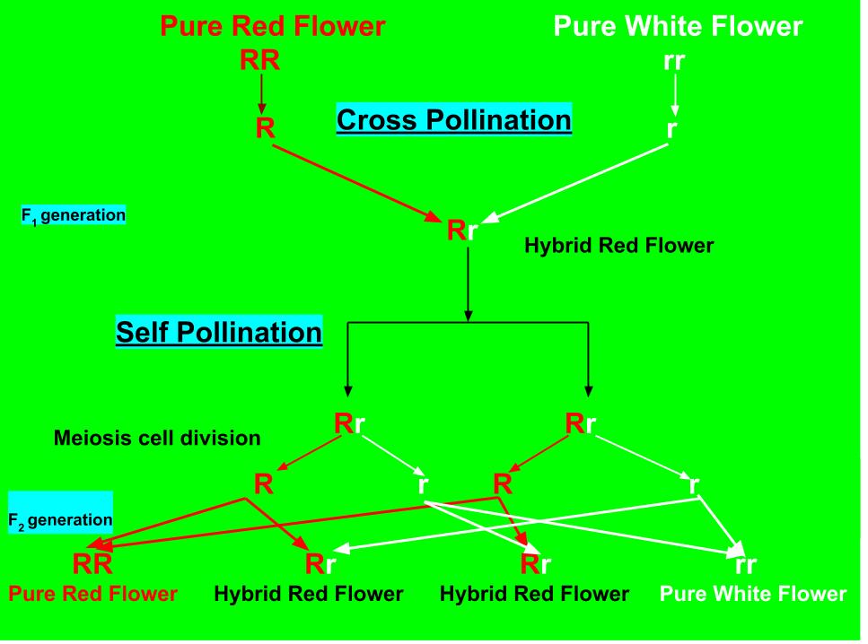 Show a chart describing cross pollination at first generation and self ...
