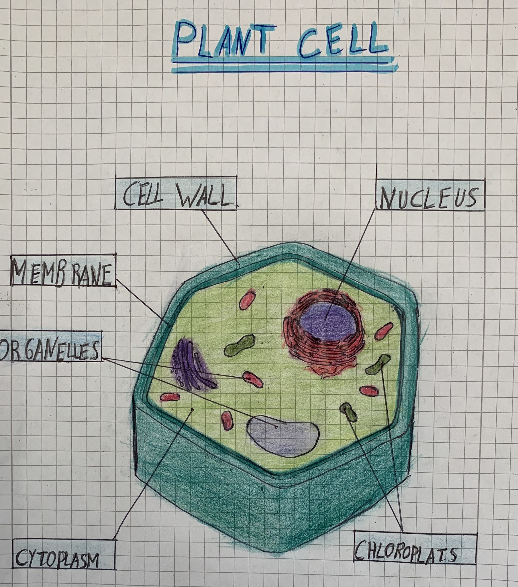 MY CLASS AND MORE: NATURAL SCIENCE - CELLS AND ORGANIZATION OF LIVING ...