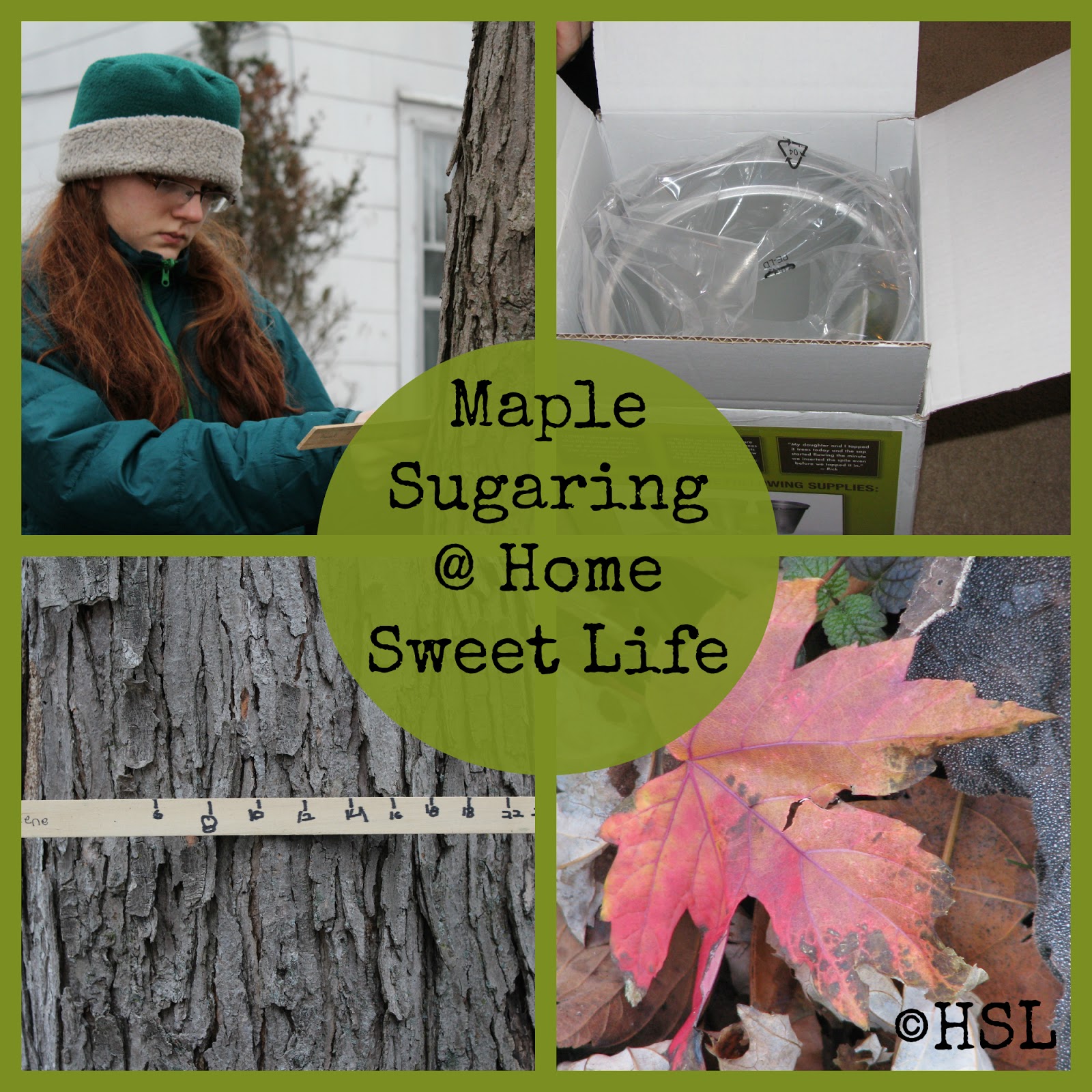 Home Sweet Life: Tap My Trees ~ Starter Kit with Aluminum Buckets ~ A ...