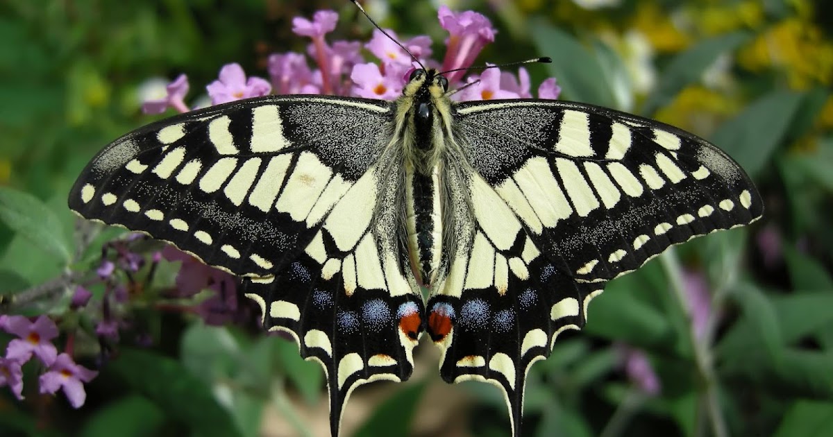 THE SWALLOWTAIL BUTTERFLY The Garden Of Eaden the-swallowtail-butterfly-the-garden-of-eaden
