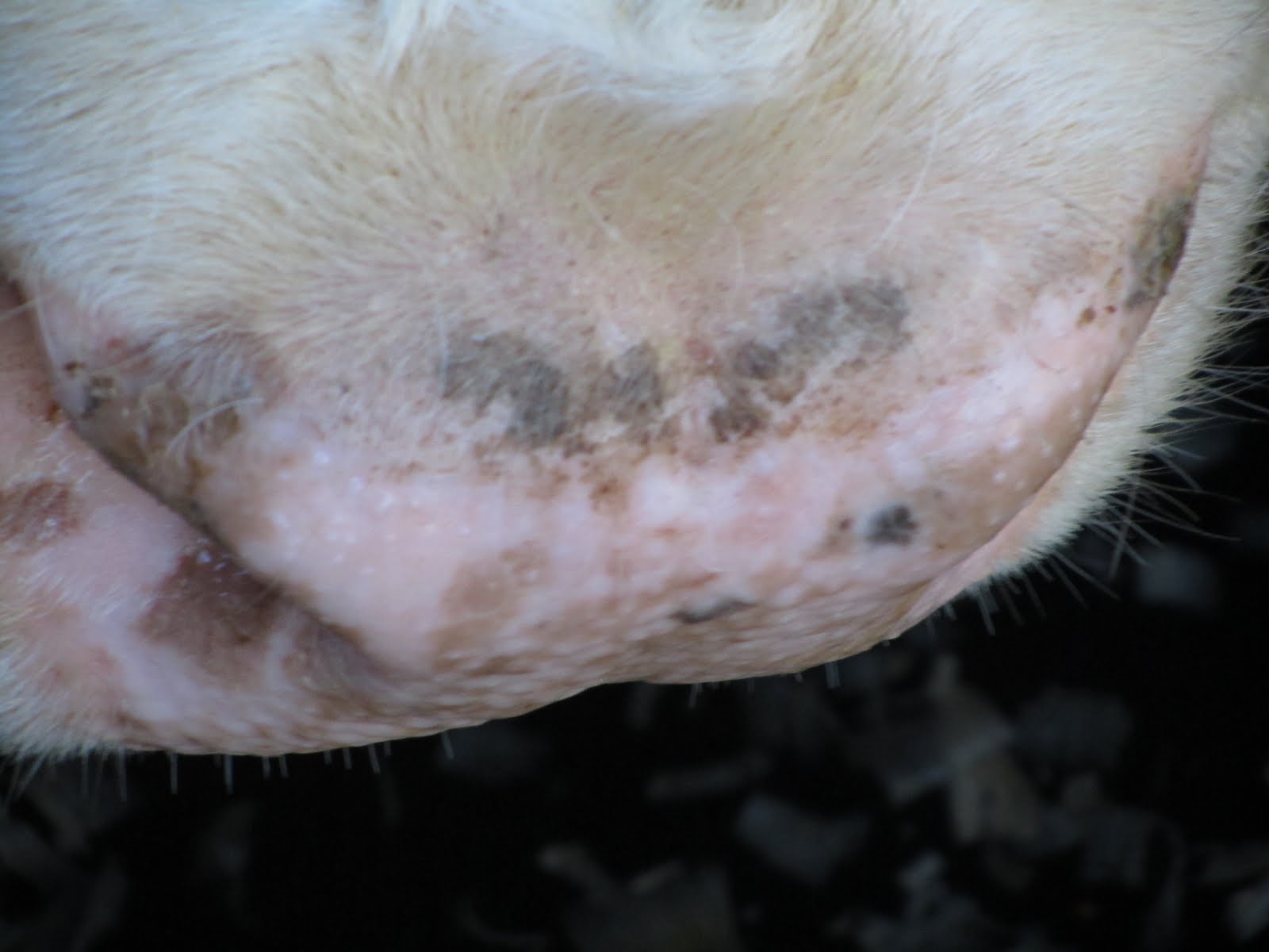 mynestofyarnandbuttons