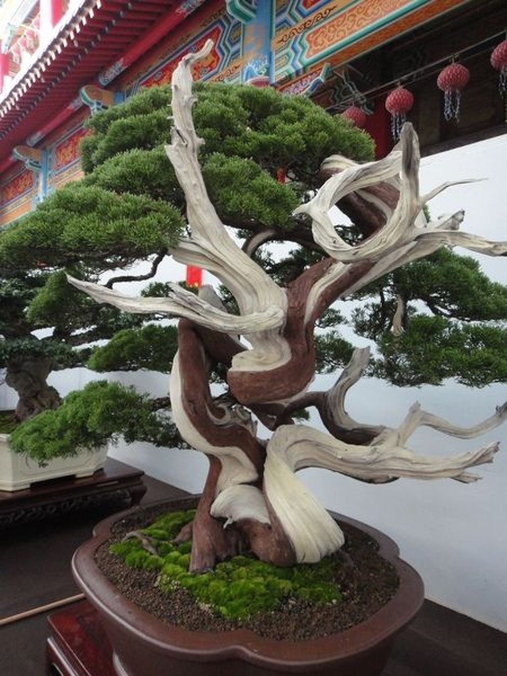 45+ Unique Bonsai Trees Gardening Ideas For Backyard | ARA HOME