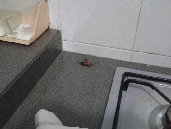 Blogging for Myself: Smashed a cockroach