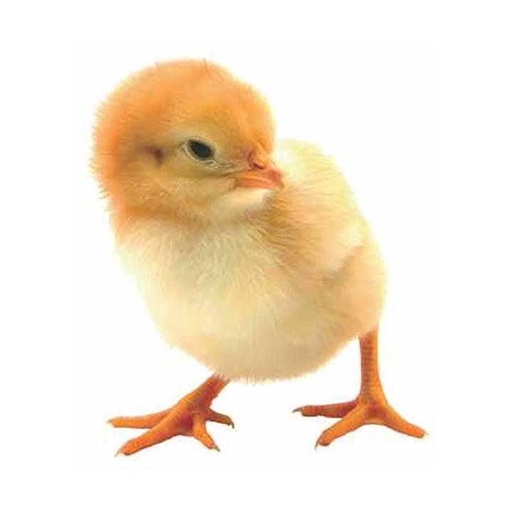 BLOGUL MEU : DORIN ALUPOAEI: BOTOSENEANUL: GAITAAaaa, AM SCOS UN PUI....