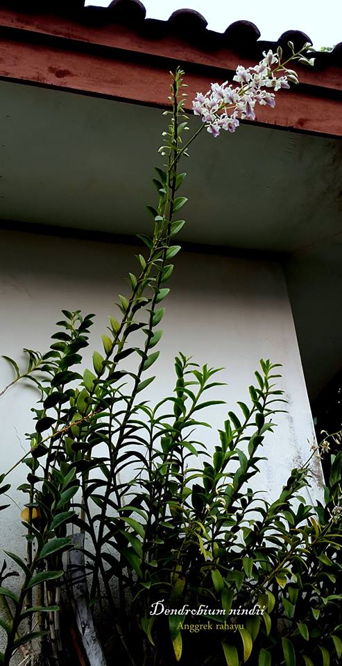 Dendrobium nindii care and and culture | Travaldo's blog
