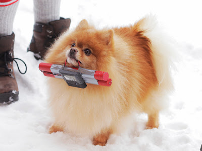 MOMMY BLOG EXPERT: REVIEW Step Dogs DVD Family Comedy Movie Released Today