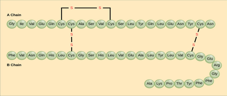 [Kimia Organik3#8] Konsep Teoritis Biomolekul Protein