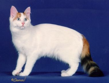 KOCI zakątek: Kot turecki van