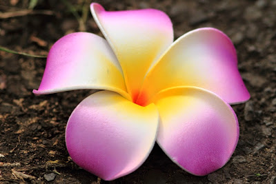 Have Camera, Will Travel.: Maui and Haleakala National Park