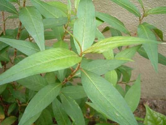 Cooking with May: Lab moo (Spicy minced pork cooked northern style) My ...