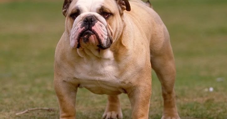 Info Menarik: ANJING BULLDOG