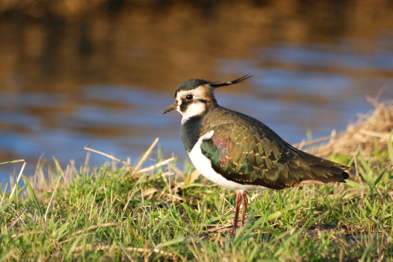 Vogels: . . Kieviten en Plevieren