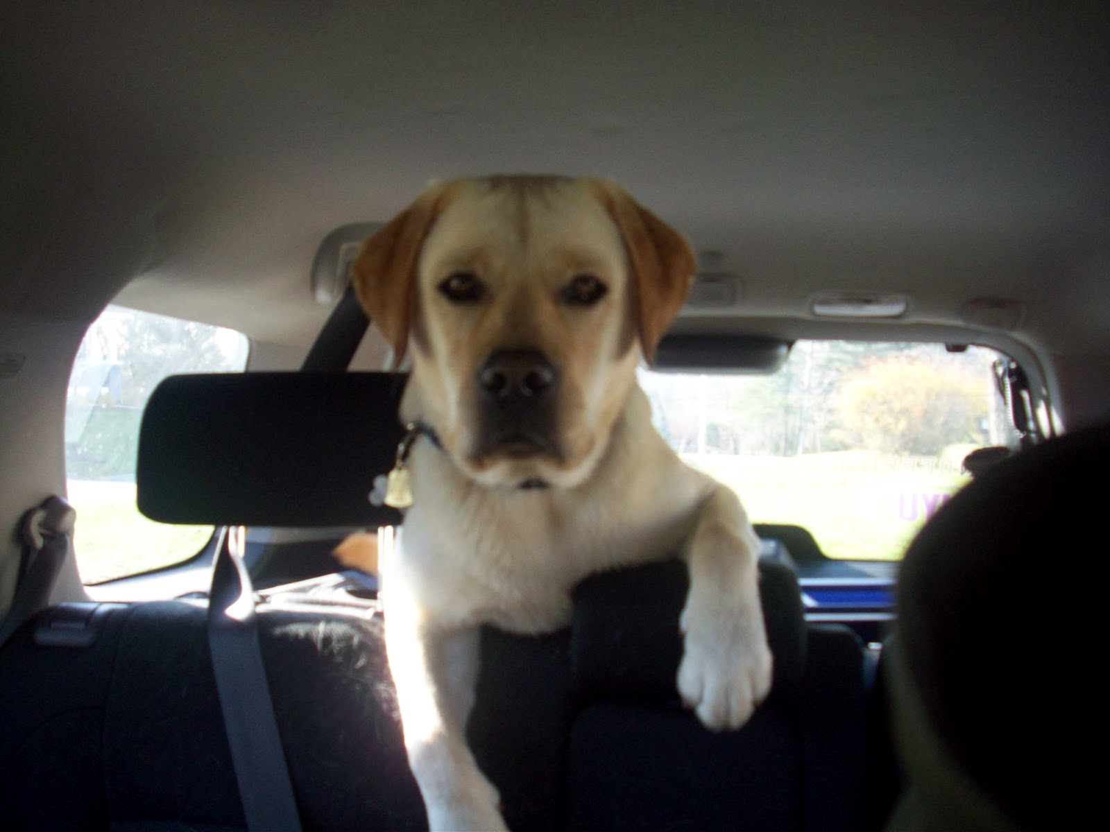 Hampton New Hampshire Mad Dog Democrat: Proper Dog Car Riding Etiquette Hampton New Hampshire Mad Dog Democrat: Proper Dog Car Riding Etiquette