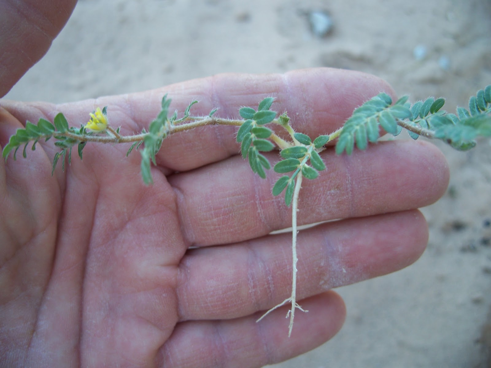 Weed Identification: Goatheads or Stickers