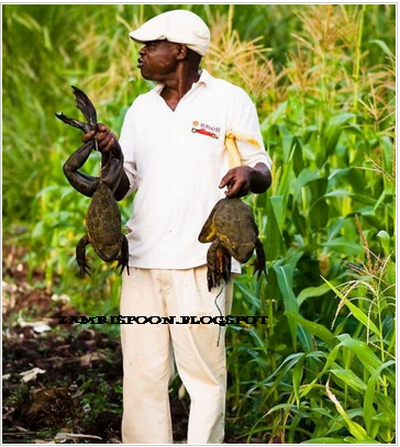 Pelik !! Katak Goliath Spesies Katak Terbesar diDunia ~ zamrispoon