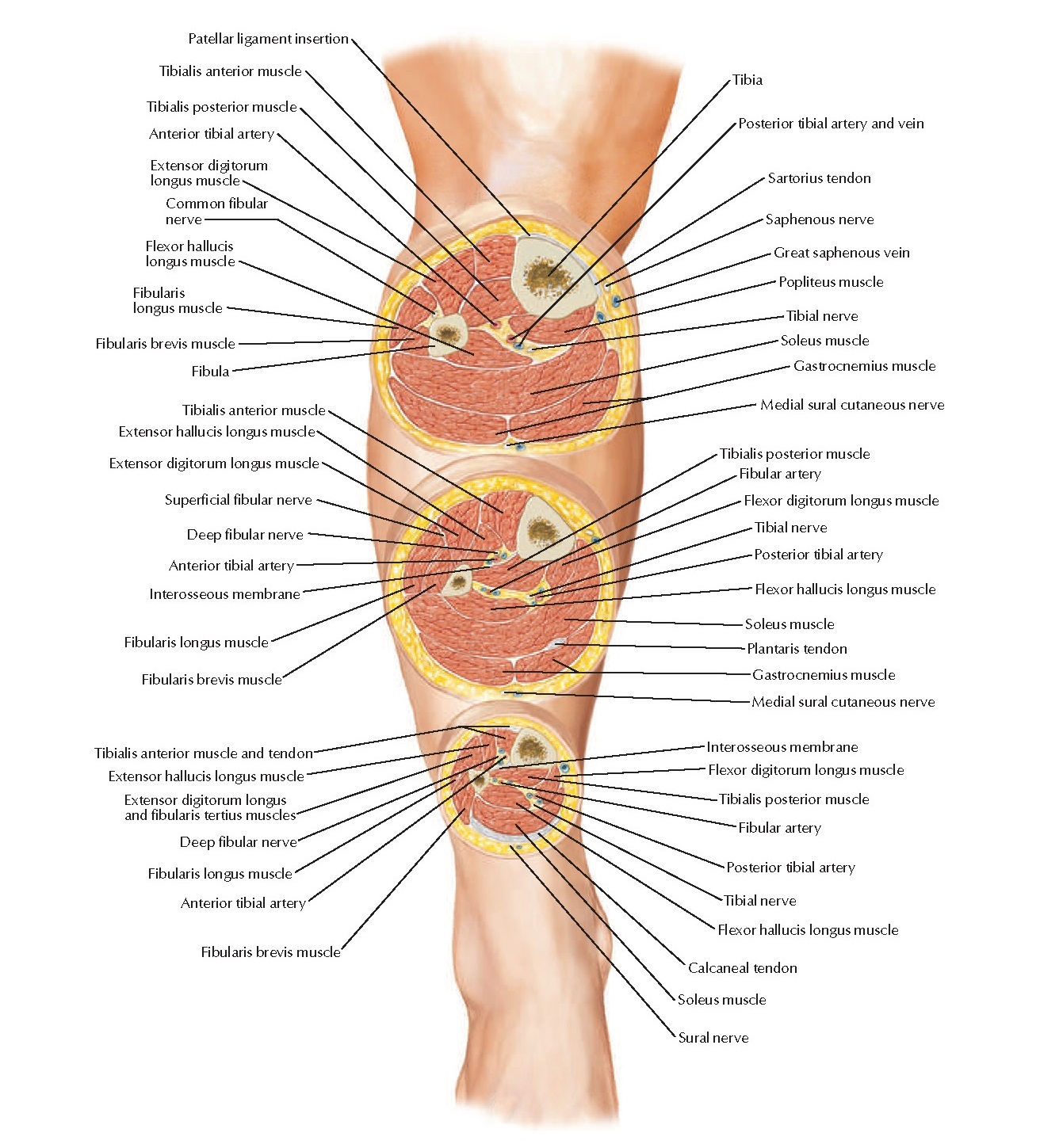 Leg Serial Cross Sections Anatomy Pediagenosis