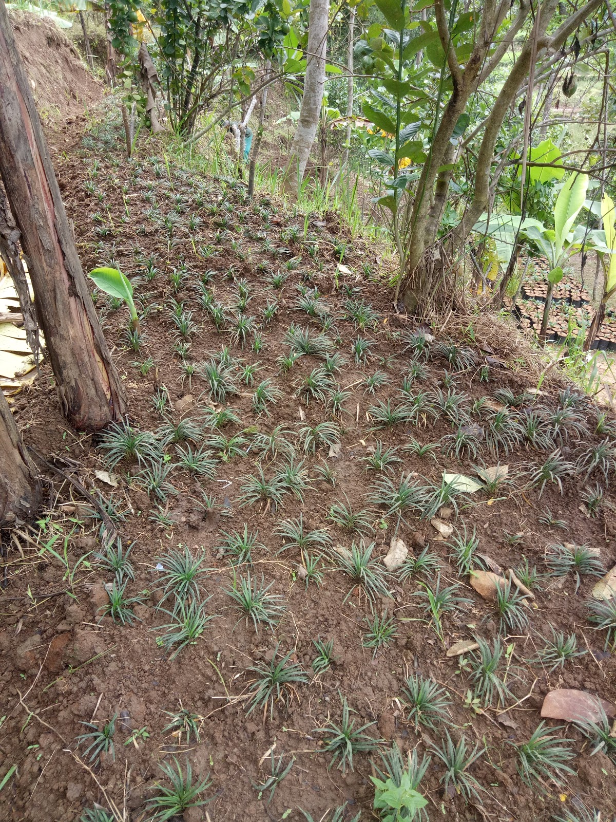 JUAL TANAMAN HIAS KUCAI MINI ~ SINOX NURSERY