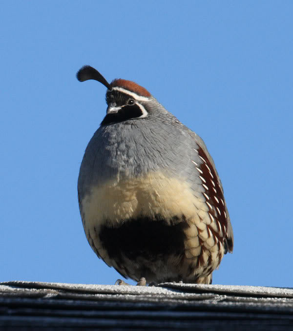 The Plural Of Hyena: Fat Birds