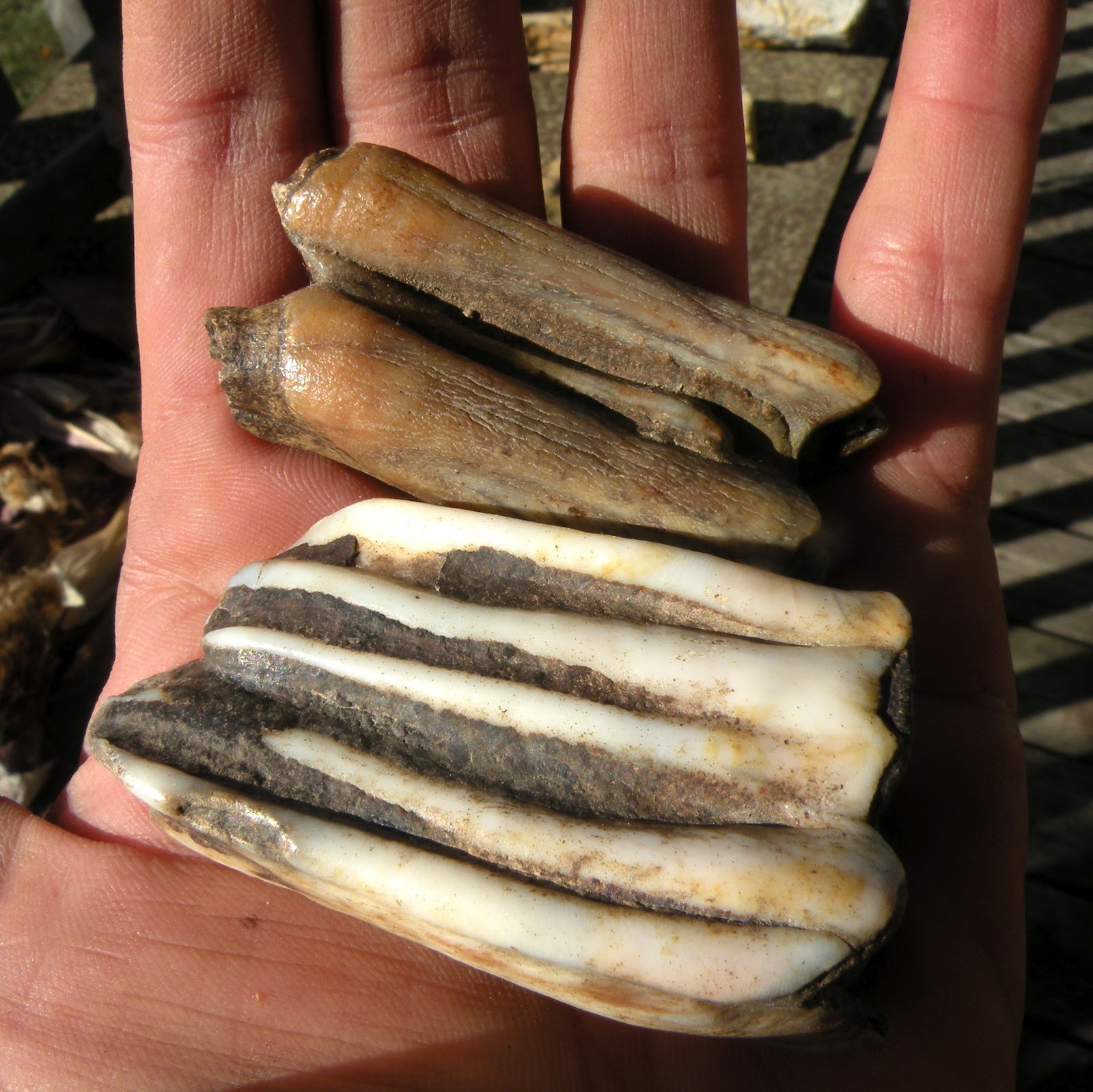 flux biota.: Fossil Hunting in Iowa : Bison Teeth Fossils.