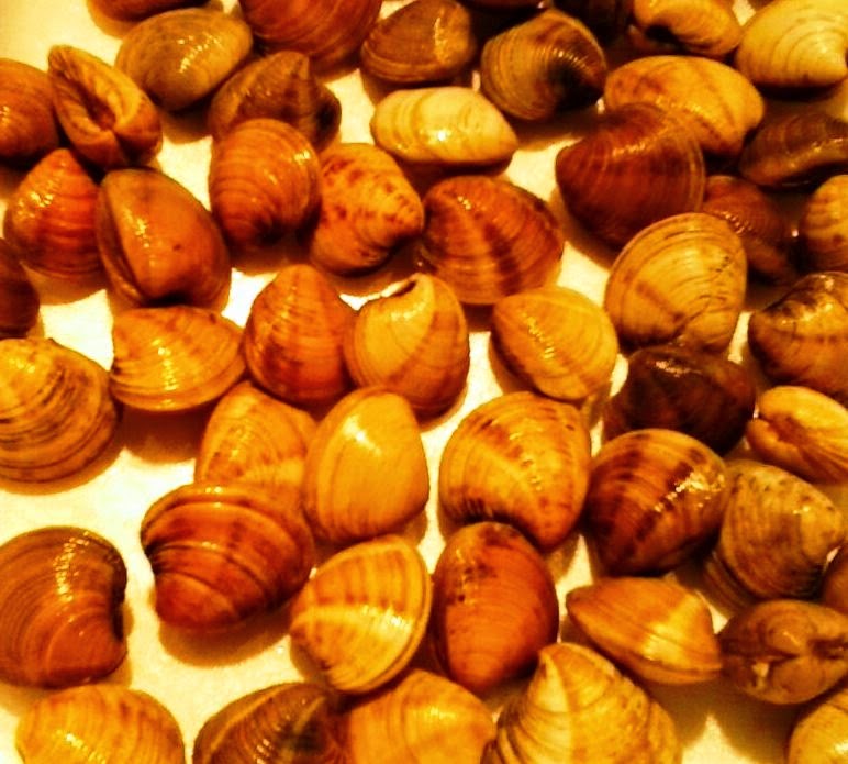 El rincón de Mundín: MARISCOS: LAS ALMEJAS: CLASES Y -II- DE -II ...