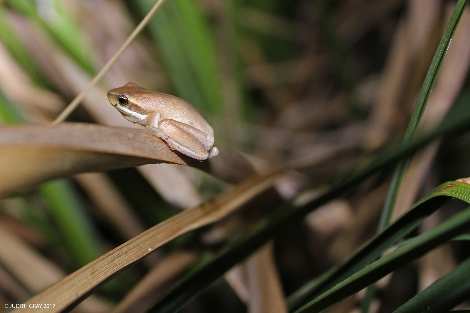 Sedgefrogs of Cullendore NSW