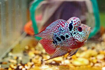 Yuks, Mengenal Ciri-Ciri Ikan Louhan Kamfa yang Berkualitas JejakSemut