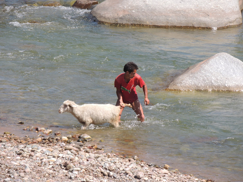 How to bathe a sheep - a step by step guide :D