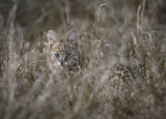 Elsen Karstad's 'Pic-A-Day Kenya': Serval Cat, Masai Mara Kenya