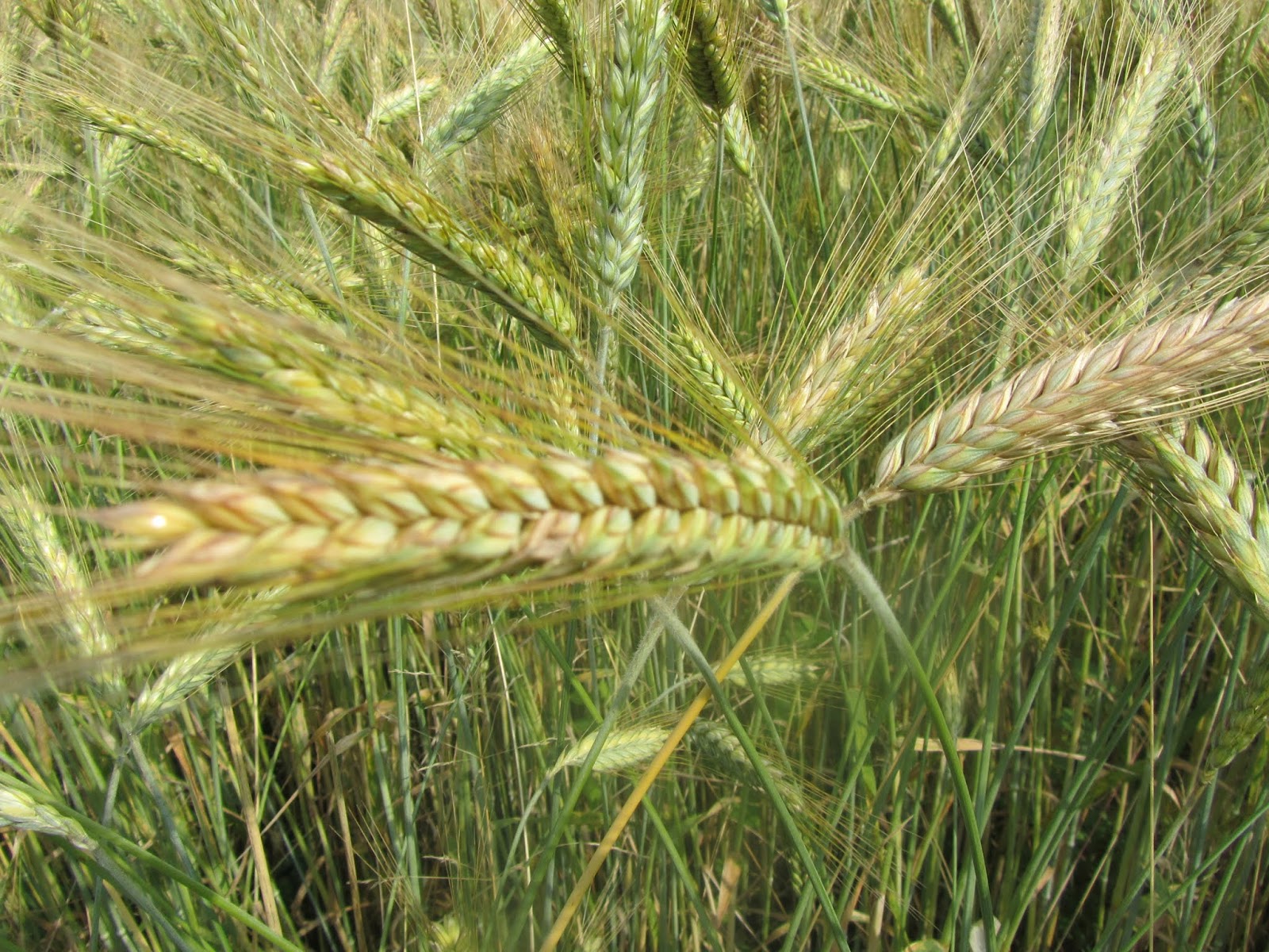 Il Gusto Della Natura