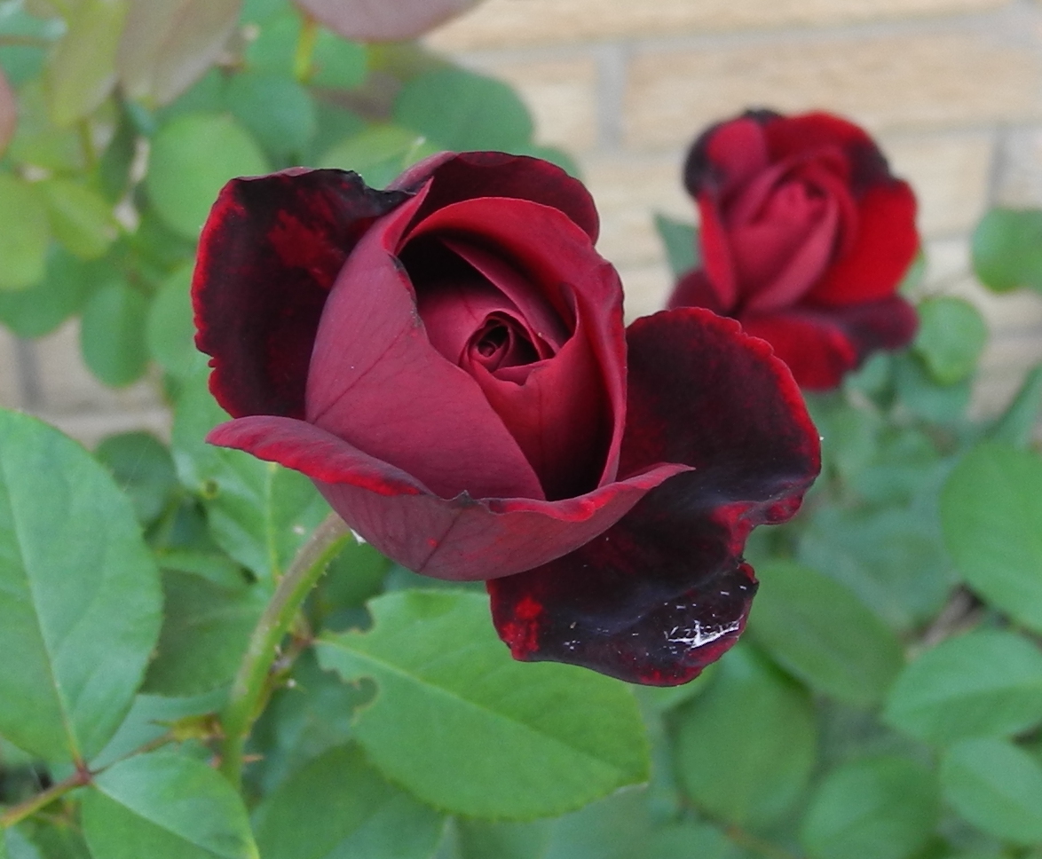 God's Growing Garden: Frank's Flowers - The "Black Cherry" Rose
