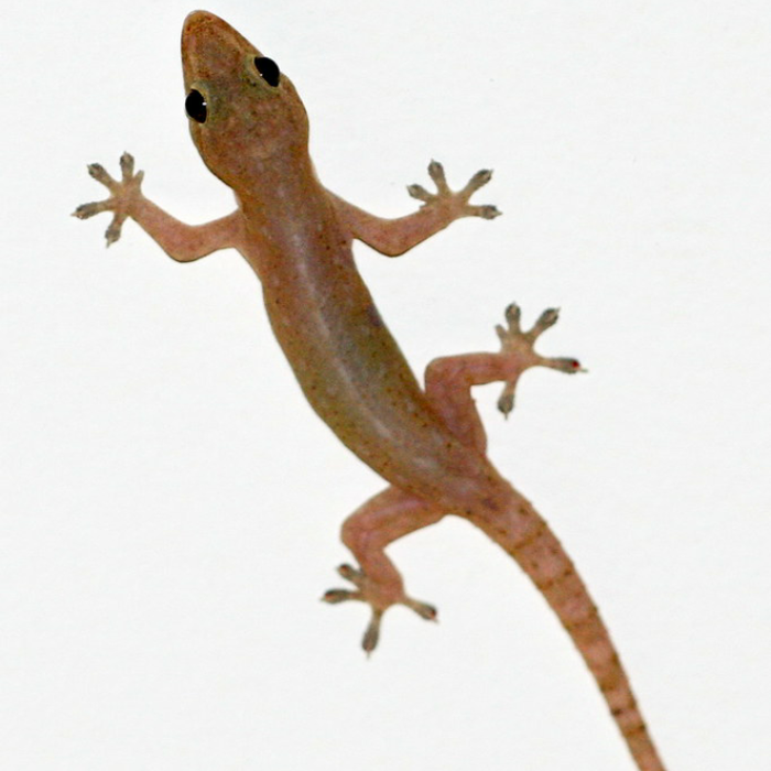 Fakta Menarik Cicak - Aku Ingin Tahu