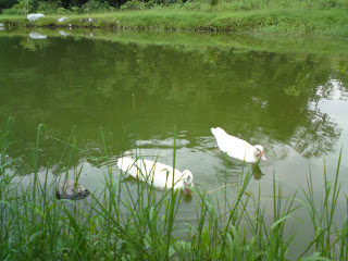 Mahat Terhebat Farm: Penternakan Itik Muscovy / Itik Nila / Itik Serati