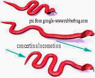 pelajaran 31-- snake anatomy and physiology -- anatomy dan fisiology ...