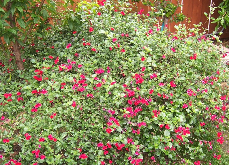 The 2 Minute Gardener: Photo - Baby Sage (Salvia microphylla 'Red Velvet')