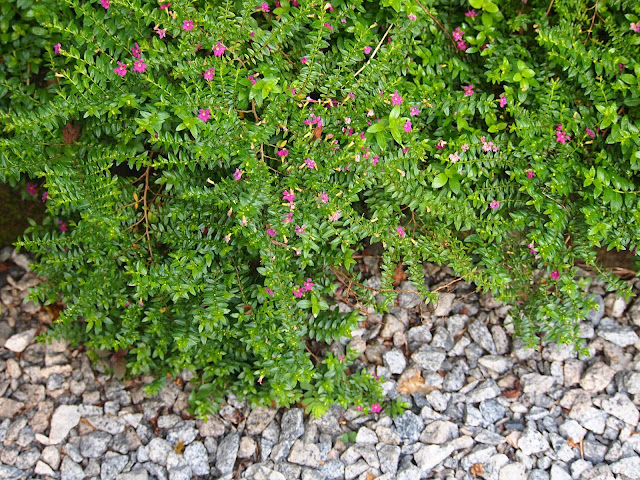 Cuphea hyssopifolia ~ Straits View Garden
